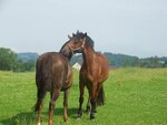 Jamenská A. S. (Pardubický kraj, Usti nad Orlici, Jamne nad Orlici), tarım ürünleri firmaları  Pardubice Bölgesi'den