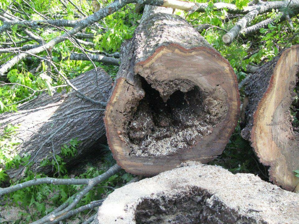 Peyzaj tasarımı Jensen Lawn & Landscaping and Tree Service, Kuzey Carolina Eyaleti, foto