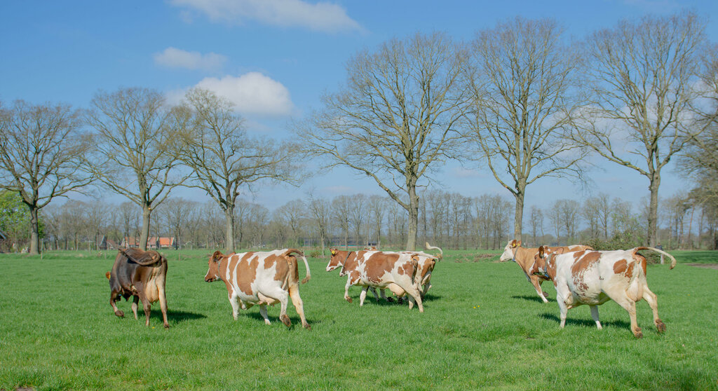 Anaokulları Kinderopvang De Boerderij, Overijssel, foto