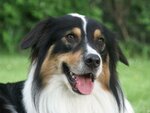 Dog College Franken (Bavaria, bundesstadt Fürth, Johannisstraße), hayvanat bahçesi merkezi  Furth'tan