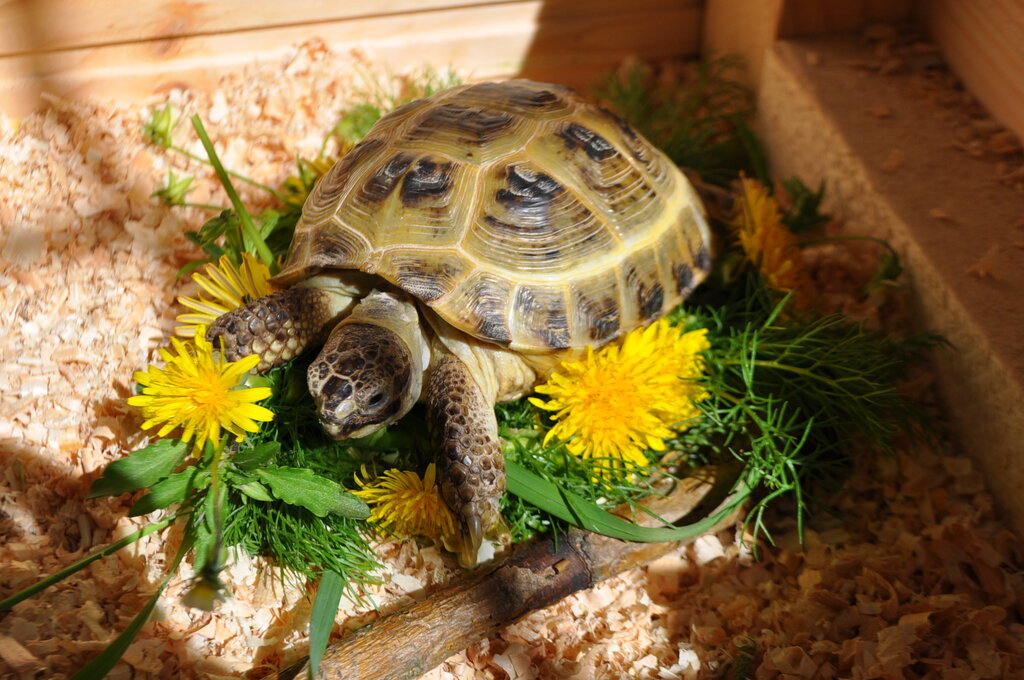 Hayvanat bahçeleri Контактный зоопарк, Lida, foto