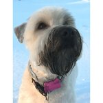 Cabinet Veterinaire De Villereuse Sa (Rue de Villereuse No:7, Geneva), evcil hayvan yetiştiricileri  Cenova'dan