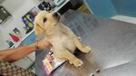 Ambulatorio Veterinario Monteserra (Tuscany, Provincia di Pisa, Via Vicinale del Paduletto, 6), veteriner klinikleri  Toskana'dan