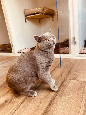 Pet otel Murka palace, Moskova, foto