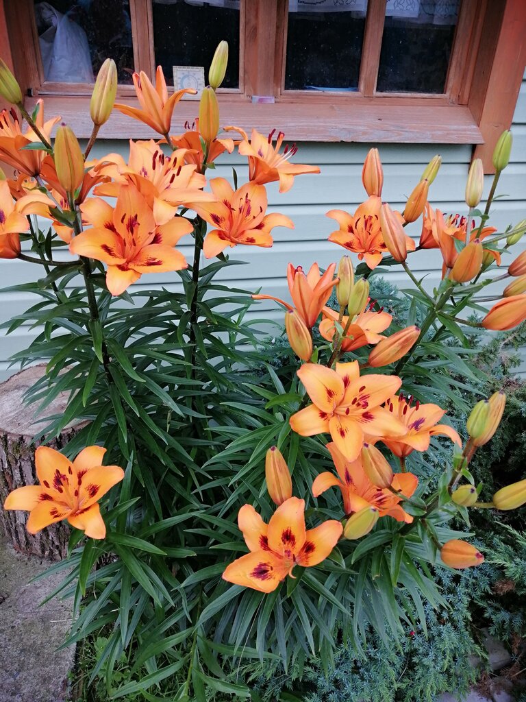 Plaj Пляж Комариный обрыв, Chudovo, foto