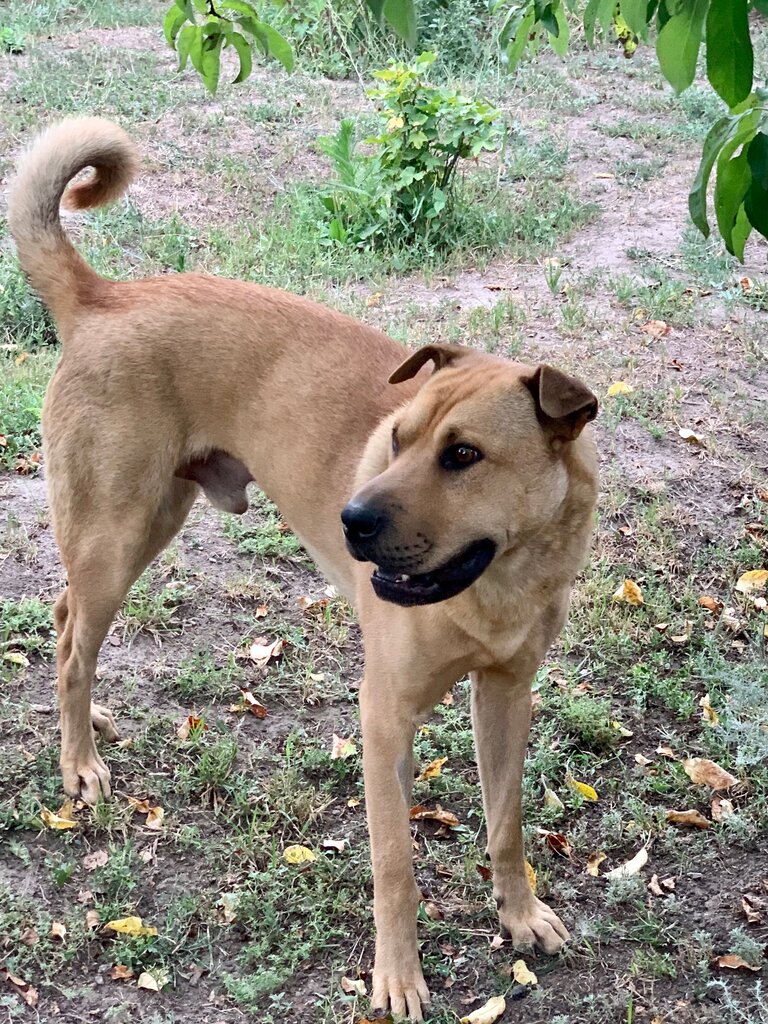 Veteriner klinikleri Друг, Belaya Kalitva, foto