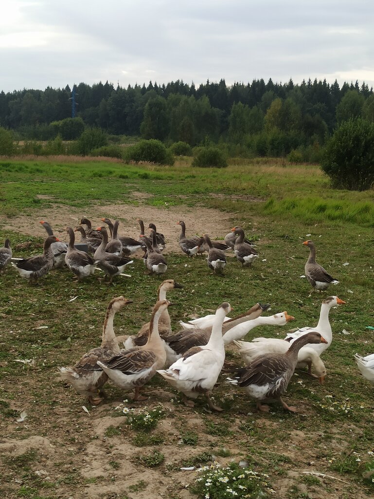 Tarım ürünleri firmaları Goose farm, Moskova ve Moskovskaya oblastı, foto
