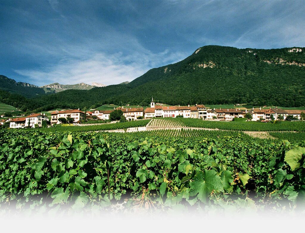 Şarap ve içki toptan satışları Vinothèque 'Le Caveau des Vignerons d'Yvorne', Vaud, foto