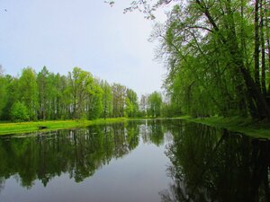 Парк усадьбы Обольяниновых-Сазиковых Дубцы (Novgorod Region, posyolok Batetskiy), meydan  Novgorodskaya oblastından