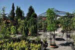 Baumschule Scherer (Styria, Weiz, Baumschulgasse, 2), sera ve bahçe ürünleri  Steiermark'tan