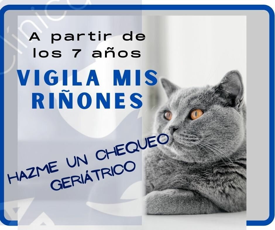 Veteriner klinikleri Clinica Veterinaria Arganzuela, Madrid, foto