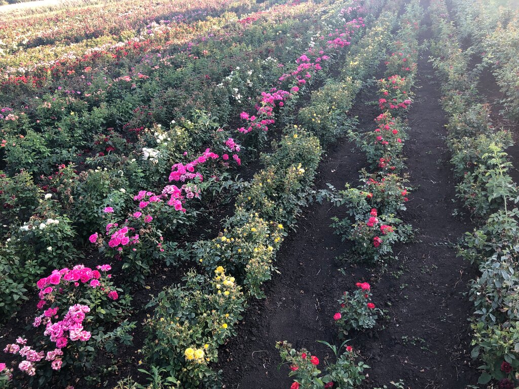 Toptan satış mağazaları Sad68.ru, Tambov, foto