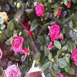 Da Marcella Fiori E Piante (Tuscany, Livorno, Via Giordano Bruno, 4), çiçek teslimatı  Toskana'dan