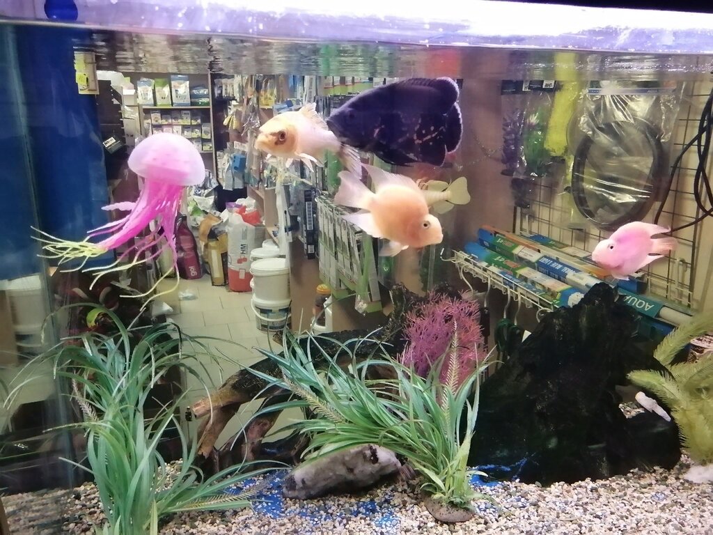 Petshop Nemo, Saint‑Petersburg ve Leningradskaya oblastı, foto