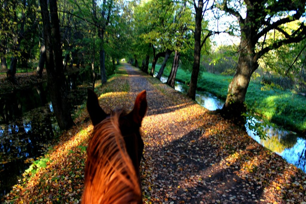 At ve binicilik kulüpleri Konno-sportivny klub Volnitsa, Saint‑Petersburg ve Leningradskaya oblastı, foto
