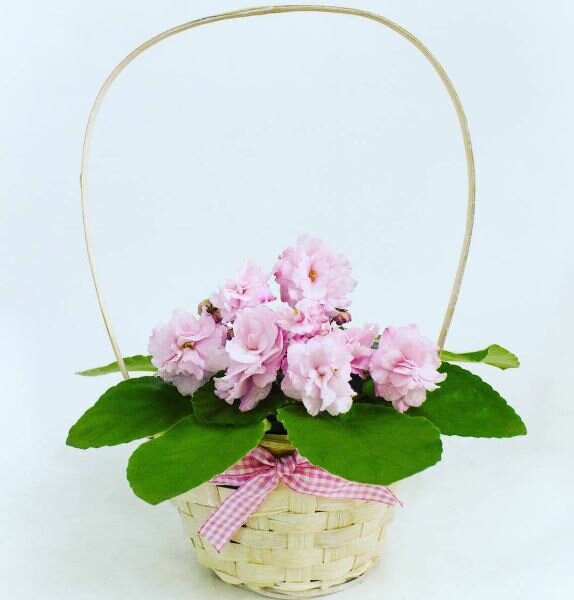 Çiçekçiler Internet-magazin V gorshke, Saint‑Petersburg ve Leningradskaya oblastı, foto