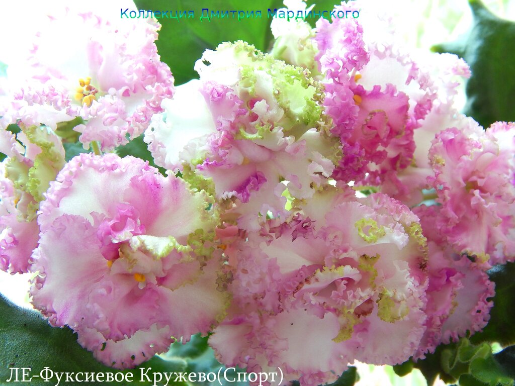 Çiçekçiler Fialki Sibiri, Hakasya, foto