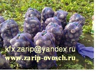 Toptan sebze ve meyve satışı Kfh Zaripova i A, Başkurdistan, foto