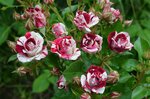 seedlings rose (Novokakhovska miska hromada, selo Novi Laheri), çiçek teslimatı  Kerson Bölgesi'nden