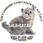 Gala-Cat (Fyodora Poletayeva Street No:8к2), evcil hayvan yetiştiricileri  Moskova'dan