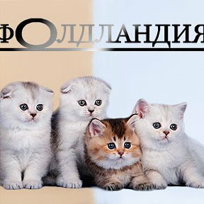 Evcil hayvan yetiştiricileri Foldlandia Cattery, Saratov, foto