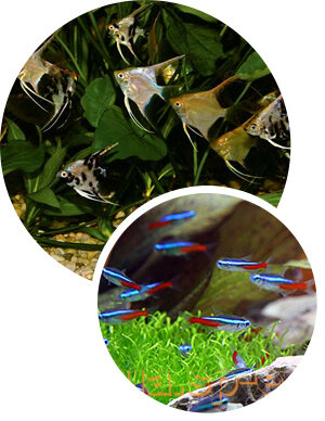 Petshop Акватропик74, Çeliabinsk, foto