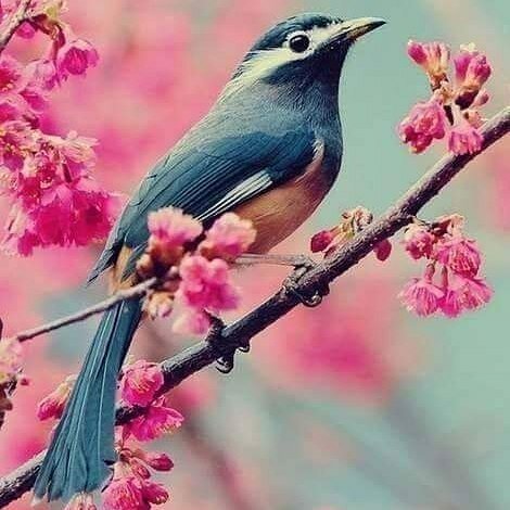 Dövmeciler Studiya Tatu Kristiny Kolt, Stavropol, foto