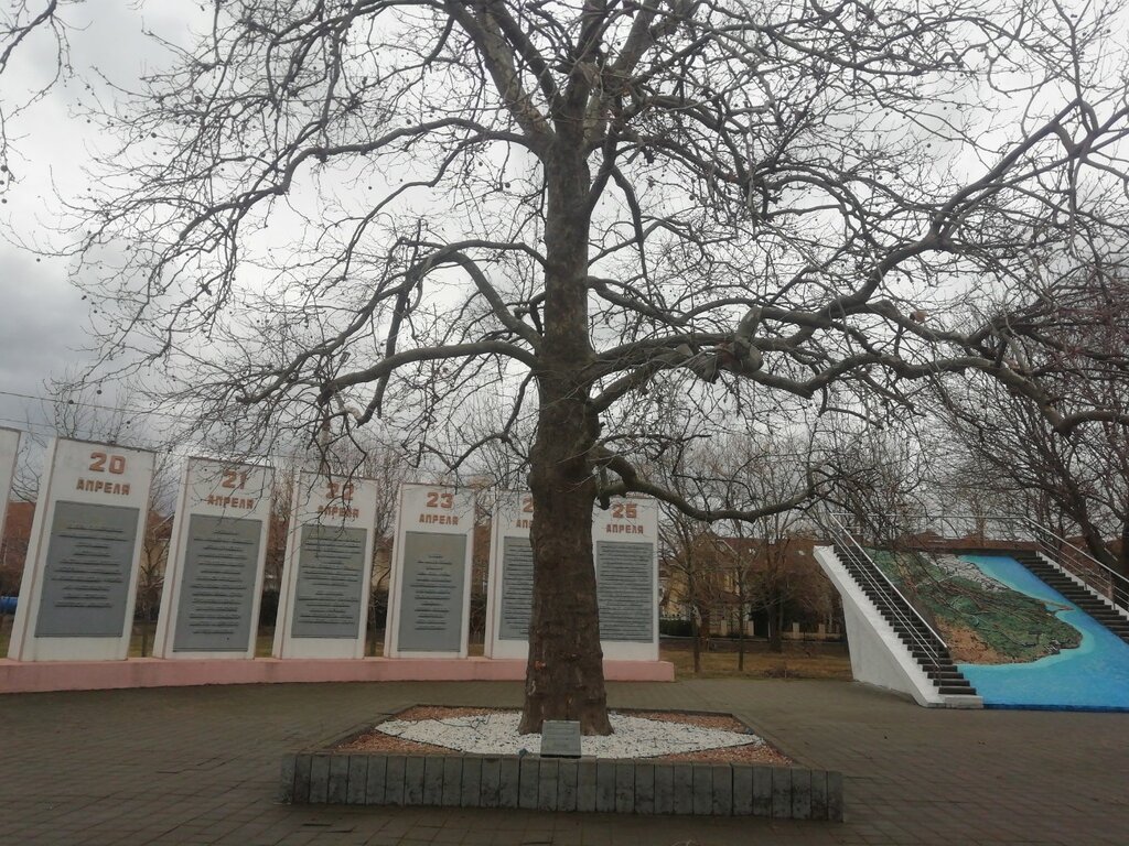 Doğa Платан посаженый Л.И. Брежневым, Krasnodarski krayı, foto