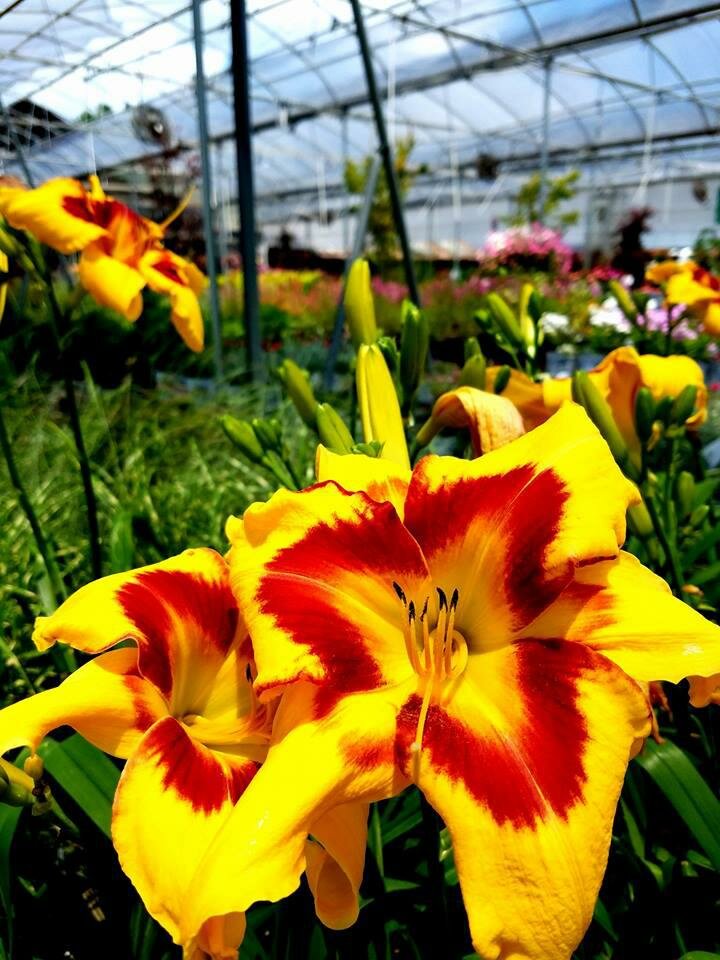 Giyim mağazası Fiddleheads Garden Center, Georgia Eyaleti, foto