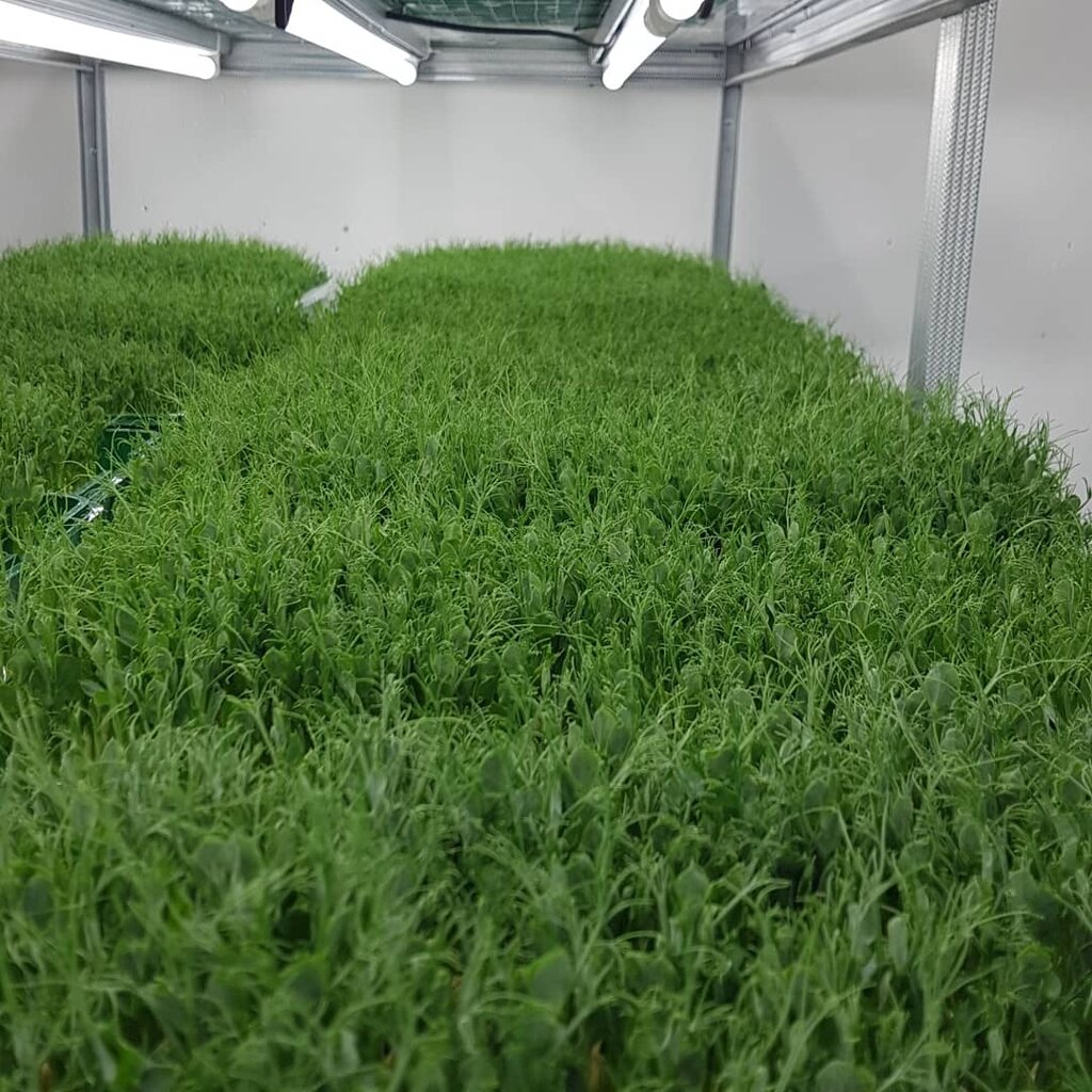 Sanayi kuruluşu Micro-green farm-micro green, Moskova ve Moskovskaya oblastı, foto