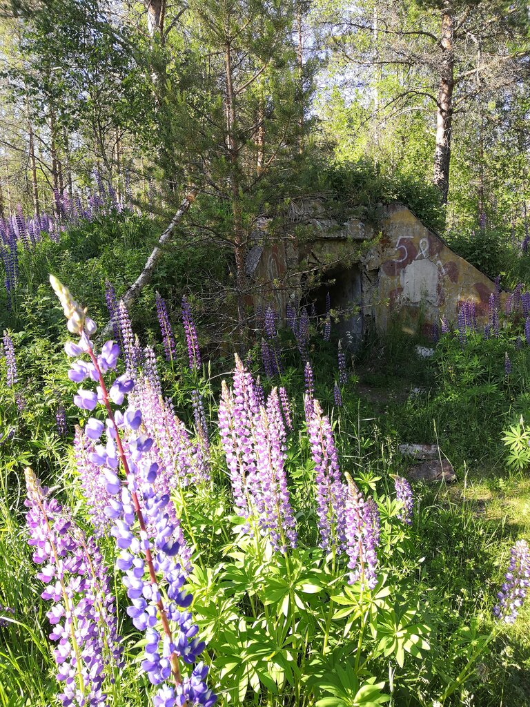 Turistik yerler Заброшенное Здание, Saint‑Petersburg ve Leningradskaya oblastı, foto