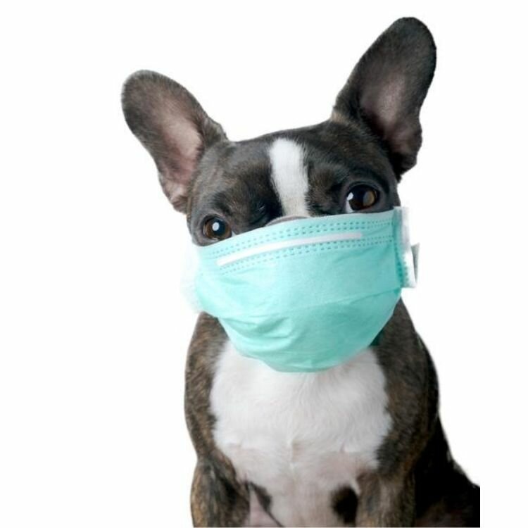 Veteriner klinikleri Veterinary Corral, Bucaramanga, foto