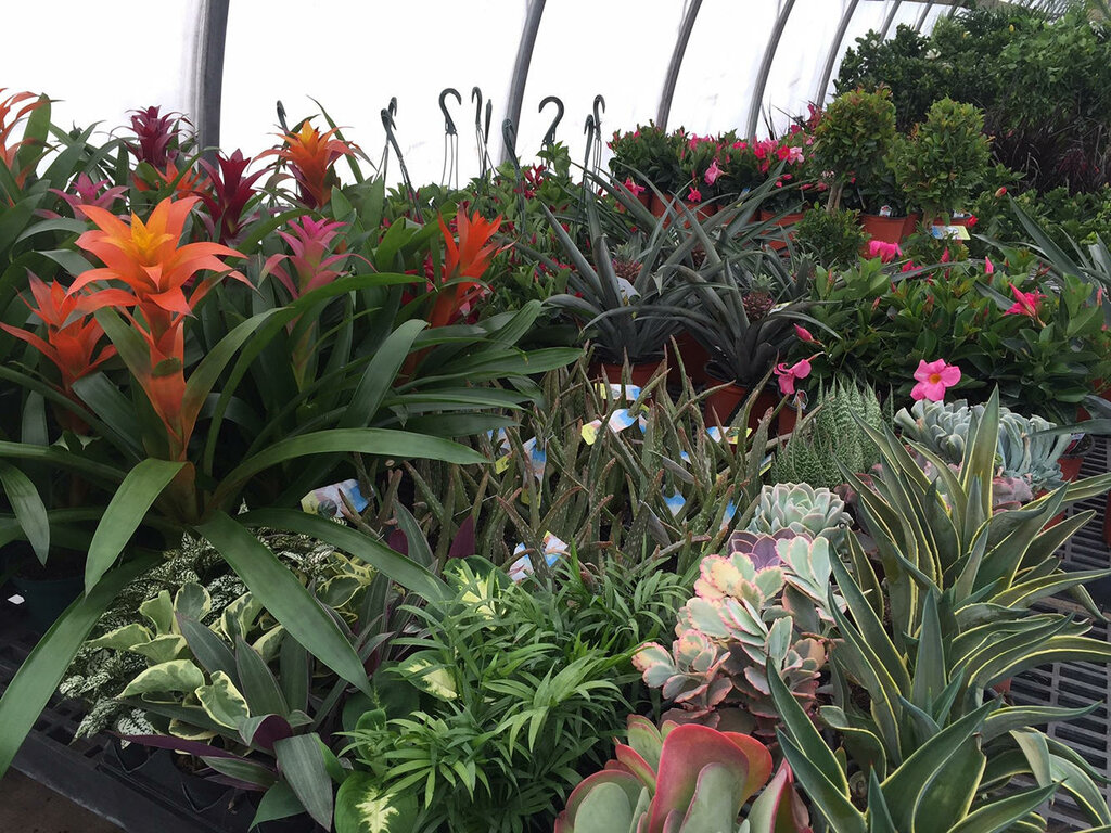 Yapay çam ağaçları ve süsleri Heidi's GrowHaus & Lifestyle Gardens, Minnesota Eyaleti, foto