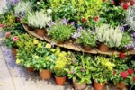Casa Funeraria Onoranze Funebri Costantini (Abruzzo, Pescara, Popoli), çiçek teslimatı  Abruzzo'dan