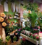 Floristería Los Sitios (Plaza los Sitios No:1, Zaragoza, Ciudad de Zaragoza), çiçek teslimatı  Zaragoza'dan