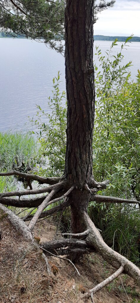 Kamp alanları Желтый Берег, Minskaya oblastı, foto