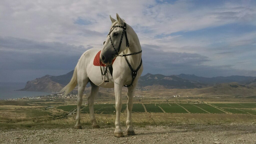 At ve binicilik kulüpleri Horse Racing Base Genzenberg - Heart of the Mountain, Kırım Cumhuriyeti, foto