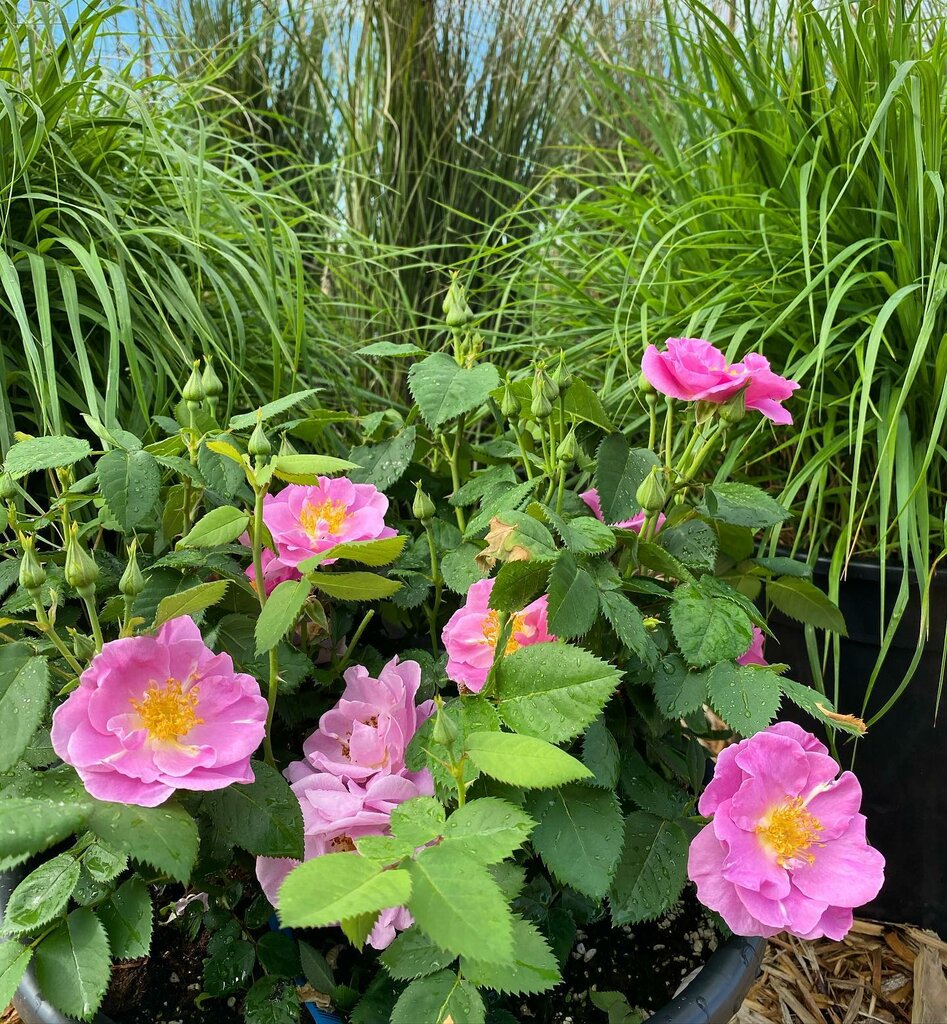 Fidan yetiştiriciliği GardenKlad, Kalujskaya oblastı, foto