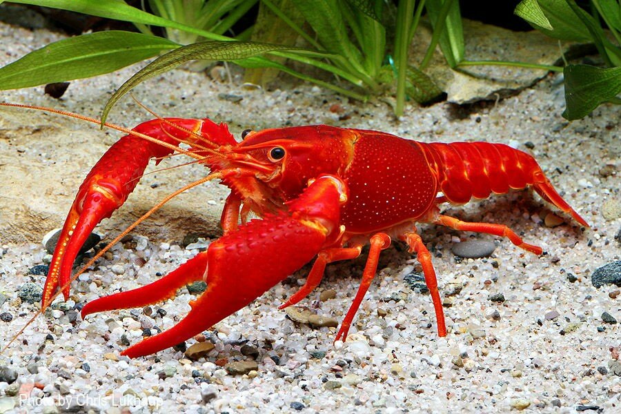 Balık çiftçiliği ve toptancıları Farm for growing and selling crayfish Eco-Crayfish, Krasnodarski krayı, foto