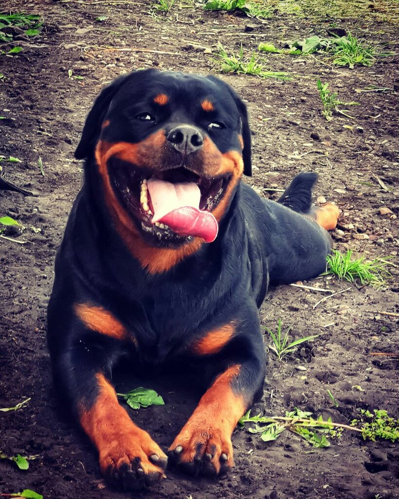 Evcil hayvan yetiştiricileri BoldrichVictory, Krasnoyarski krayı, foto