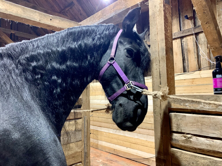 At ve binicilik kulüpleri La Berezhana, Kirovskaya oblastı, foto