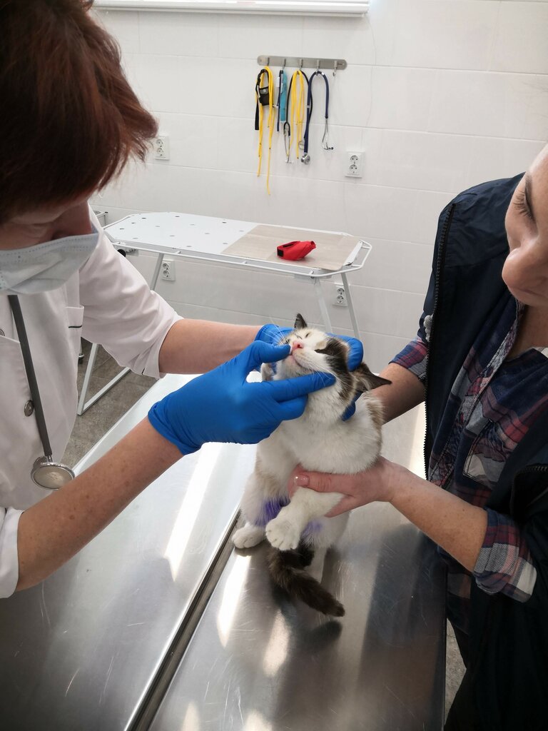 Veteriner klinikleri Veterinarian, Aktav, foto