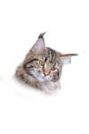 LuKoshkino cattery (2nd Liniya Street No:9), evcil hayvan yetiştiricileri  Riazan'dan
