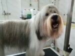 Cico Zoo (Via Falanto No:28, Taranto), petshop  Taranto'dan