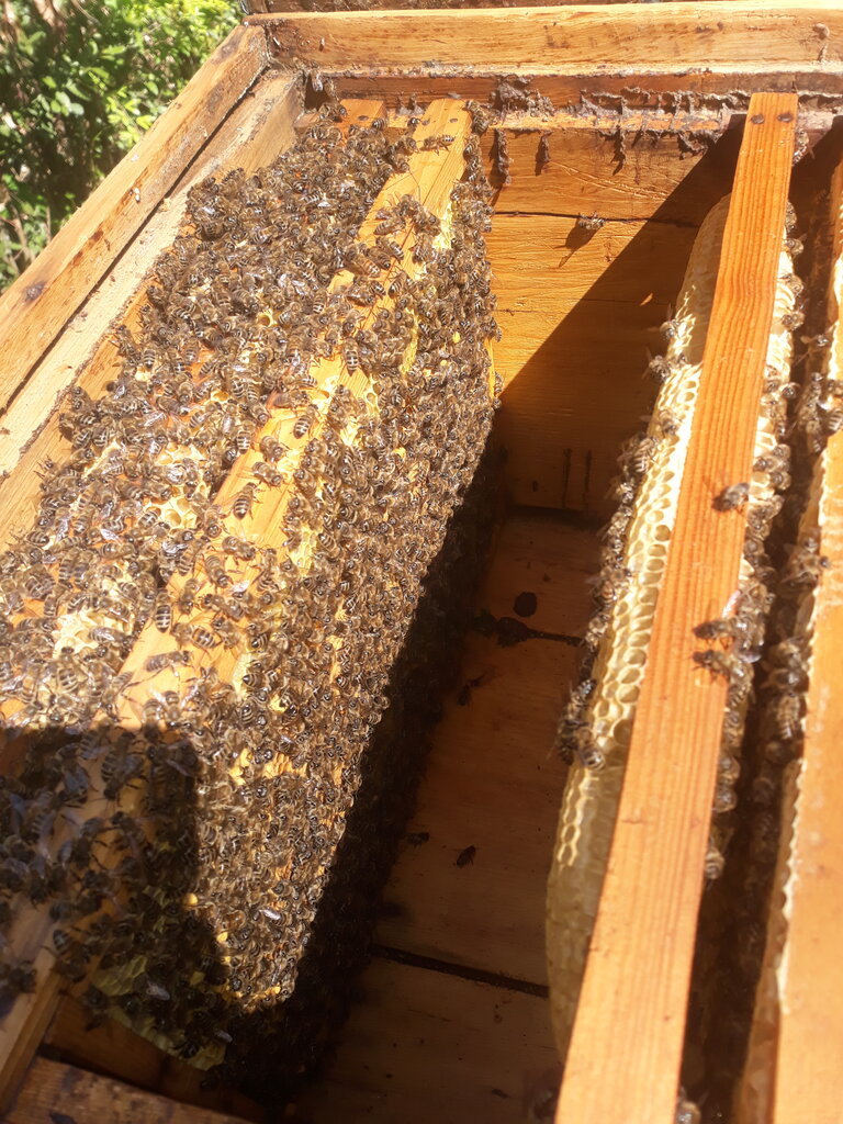 Bal ve arıcılık firmaları Old apiary Abkhazia, Gudauta Bölgesi, foto