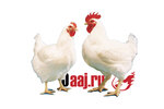 Daaj (Mostovaya ulitsa No:4), kanatlı hayvan ürünleri ve yumurta  Rubtsovsk'tan