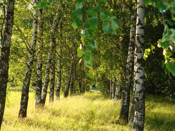 Anıt, heykel Лебедев, Tverskaya oblastı, foto