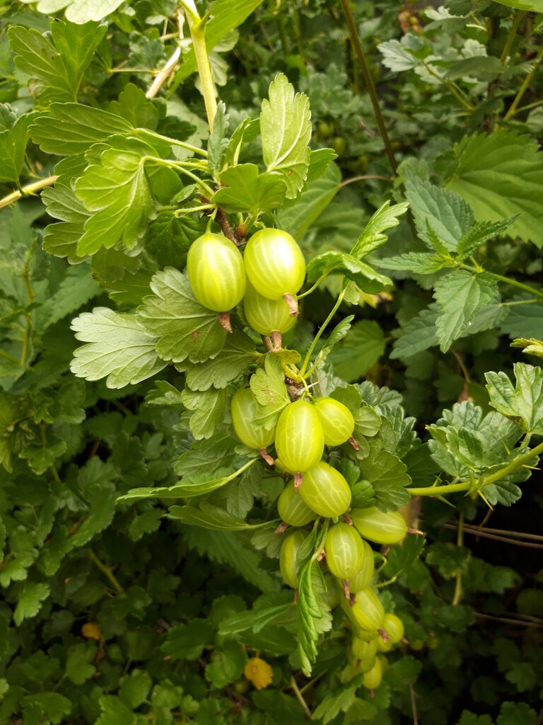 Fidan yetiştiriciliği Online store Dreva. Bel, Minskaya oblastı, foto