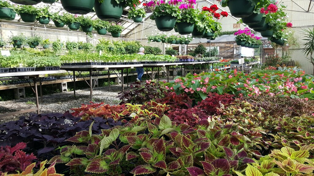 Sera ve bahçe ürünleri Kelli Green Garden Center, Georgia Eyaleti, foto