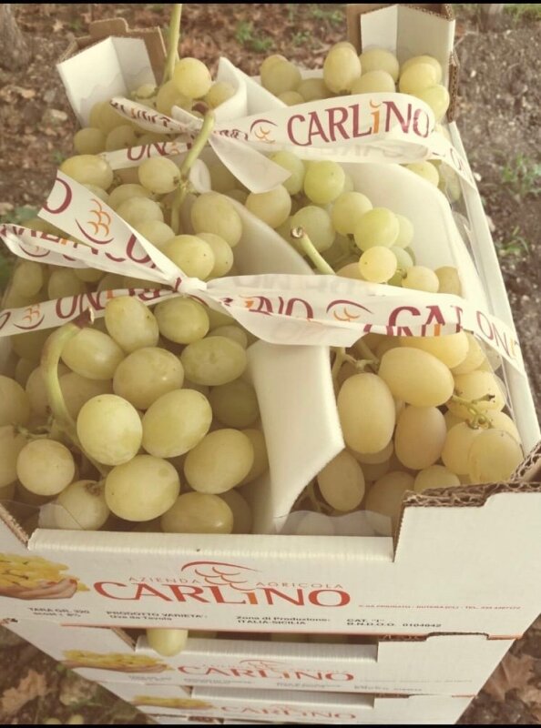 Tarım ürünleri firmaları Azienda Agricola Carlino Giuseppe, Sicilya, foto